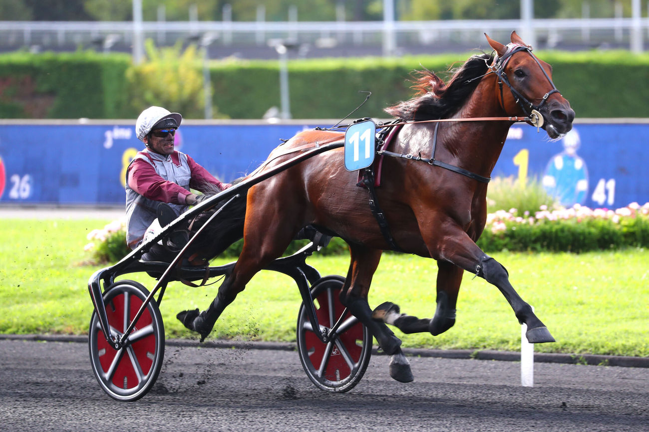 All the stallion and their offsprings are now updated! | francetrotting