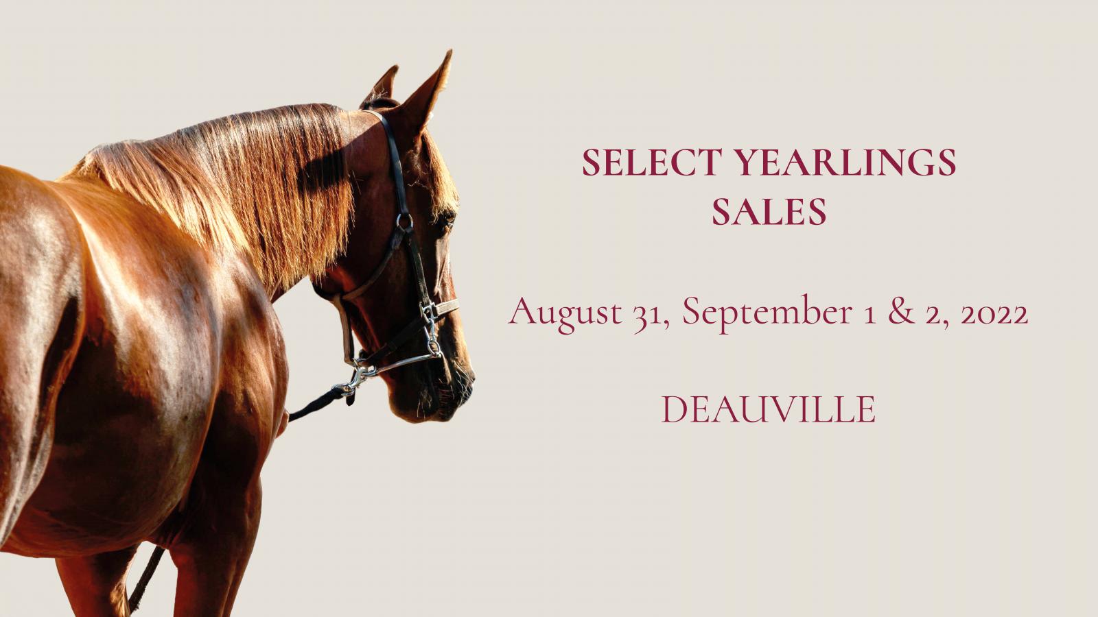 Ready Cash top prices on Arqana Select Yearling auction! | francetrotting